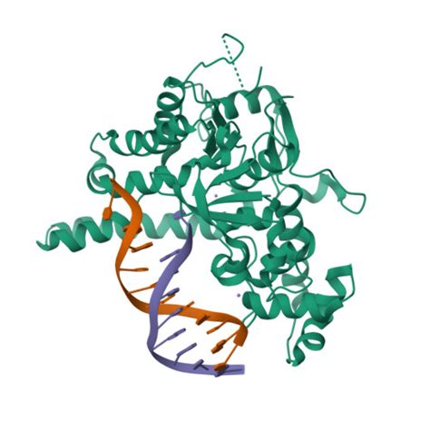 Rcsb Pdb 7mxu Crystal Structure Of Human Exonuclease 1 Exo1 Wt In