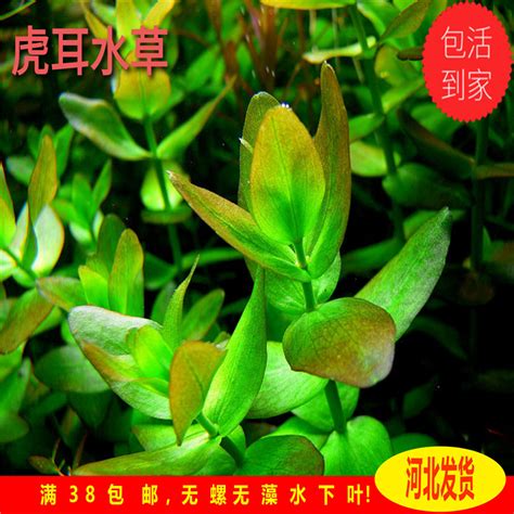 虎耳水草图片 水草图片 第8页 大山谷图库