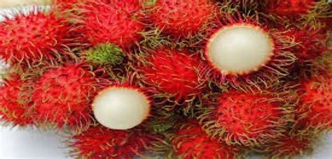 ကန့်ဘလူမြို့သစ်သီးဈေးကွက်ရှိ မင်းကွတ်သီးနှင့်ကြက်မောက်သီးဈေးနှုန်း
