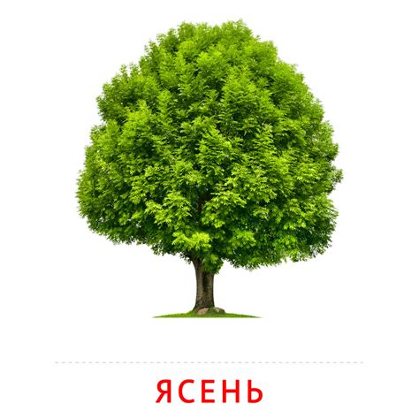 Ясень карточка Домана скачать или распечатать