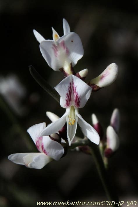 Retama Raetam רותם המדבר White Weeping Broom The Jerusalem Botanical Gardens