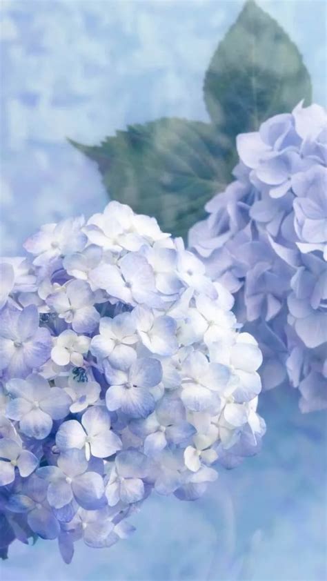 Hydrangea Phone Wallpapers Wallpaper Cave