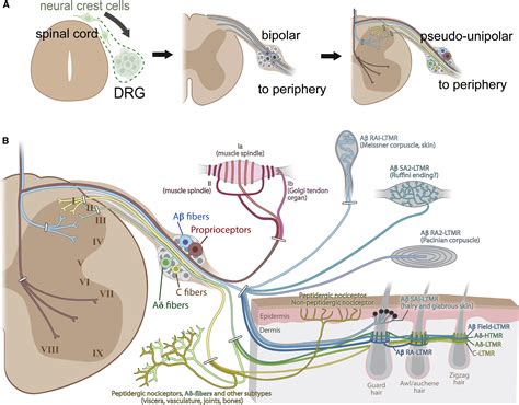 The Cellular And Molecular Basis Of Somatosensory Neuron Development