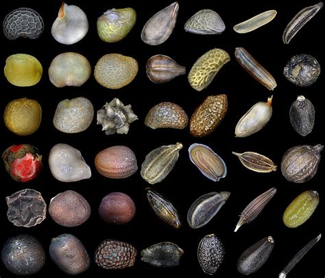 Seed Vs Grain What S The Difference Main Difference