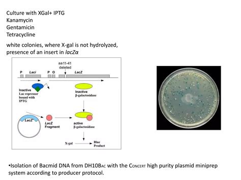 Baculovirus Expression Vector System Ppt