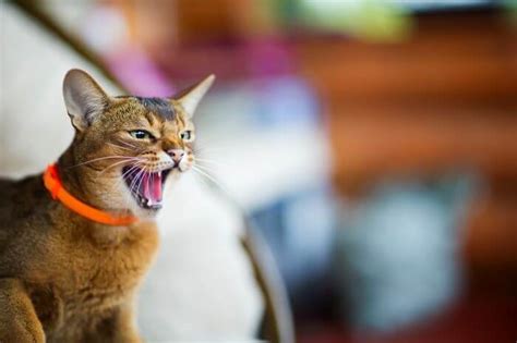 10 Causes Of Aggression In Cats And How To Help All About Cats