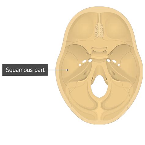 Occipital Bone Squamous Part