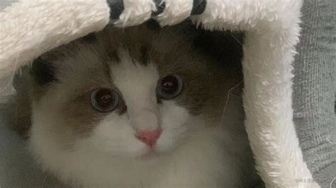 Feign 调用 忽略ssl 掘金