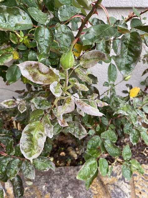 Fungus Or R Roses