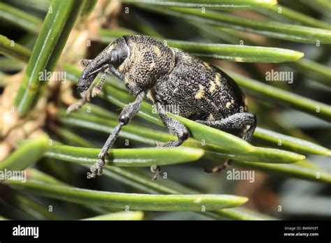 Hylobius Abietis Pine Weevil Spruce Sitka Insect Bug Nature Natural