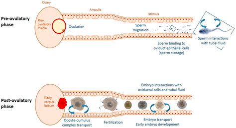Early Embryo Development
