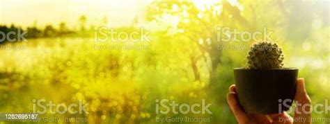 잔디 초원 자연 배너 배경에 흐림 노란색 녹색 여름 빛 나무에 검은 선인장과 손 화분 원예용품에 대한 스톡 사진 및 기타 이미지 화분 원예용품 꽃 식물 낮 Istock