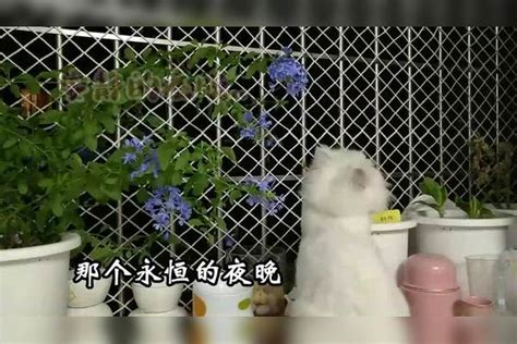 猫咪失恋不开心主人深情演唱大获好评猫咪 猫咪 深情 主人