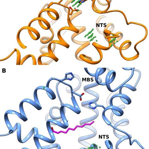 Di Copper Binding Sites For The Two Monomers In Blue And Orange Download Scientific Diagram