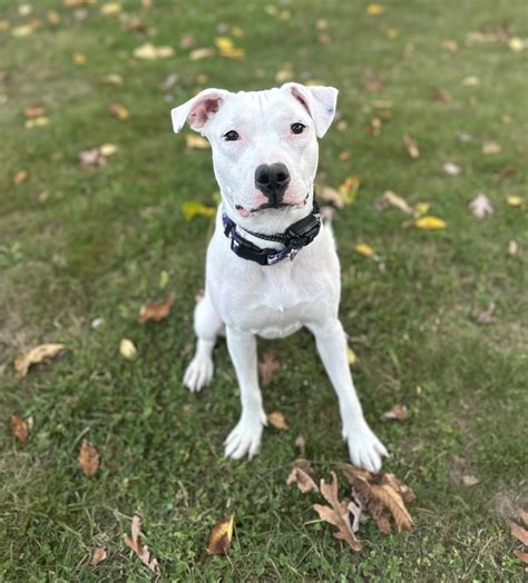 Echo Freedom First Rescue