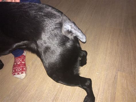 Adult Tail Amputation Our Journey Uk Pet Forums Forum