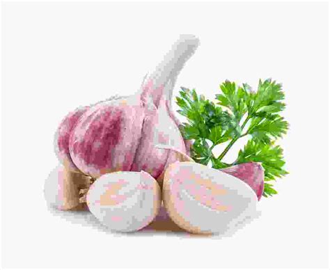 German Porcelain Garlic Mmm