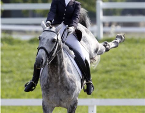 Managing Mares In Heat Influence Your Mares Cycle For Performance