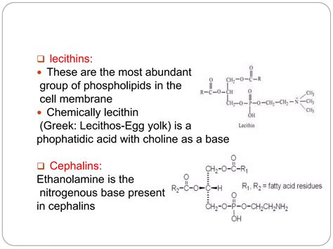 Phospholipids Pptx