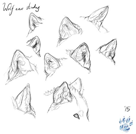 Wolf Ear Anatomy