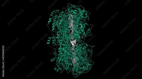 Crystal Structure Of The Rabies Virus Nucleoprotein Rna Complex Animated 3d Cartoon Model Pdb