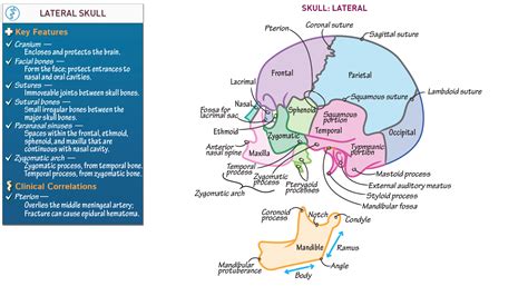 Gross Anatomy Lateral Skull Ditki Medical And Biological Sciences