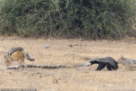 Honey Badger Rescued From Python By Jackals Before Fighting Them Off To