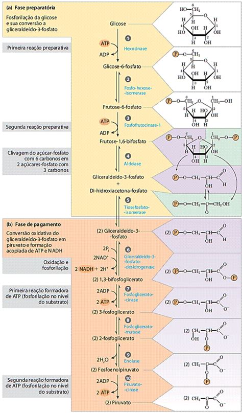 Via Da Glicogenolise Biochimica Ii Capitolo 15