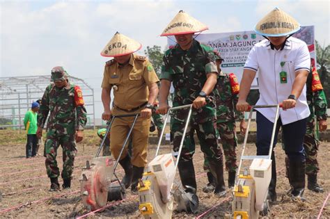 Tanam Jagung Serentak Pingintau Id