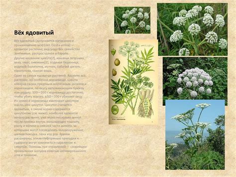 Ядовитые Растения Online Presentation