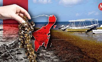 Se Han Recolectado 52 Mil Toneladas De Sargazo En Quintana Roo Grupo