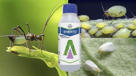 Syngenta Simodis Advanced Insecticide With Plinazolin®