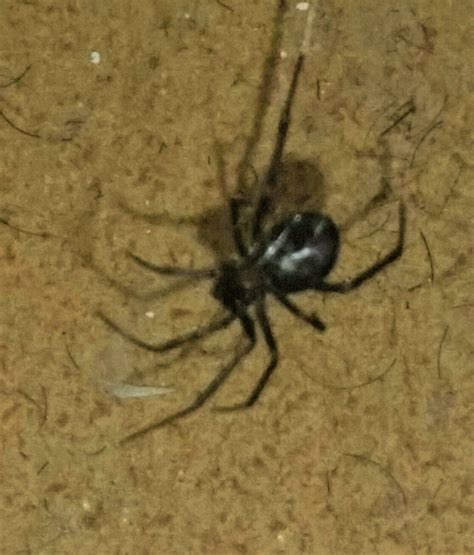 PHOTO Cette araignée dans ma salle de bain sur le forum Blabla 18 25