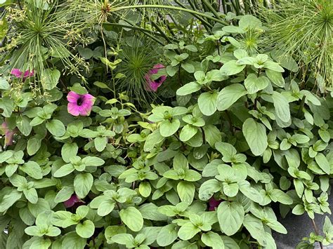 New Client Plan — Essential Psychiatry