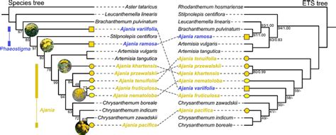 Comparison Of The Plastid Species Tree Left Tree Constructed Based On