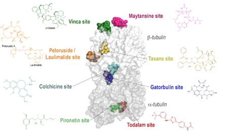 The Eight Distinct Binding Sites Are Highlighted On One Tubulin Dimer Download Scientific