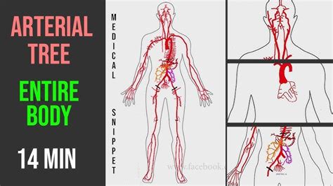 Human Arteries Diagram Arteries Veins And Capillaries Structure And