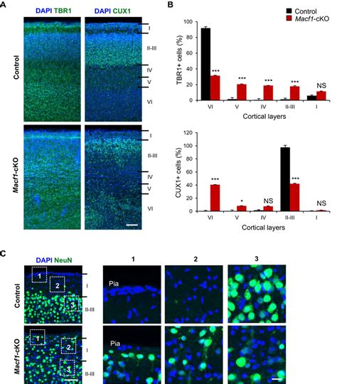 Abnormal Neuronal Positioning In Macf1 Cko Brains A Cerebral Cortices