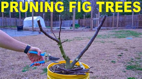 Pruning Fig Trees Perfectly For Fig Cuttings [complete Guide] Youtube