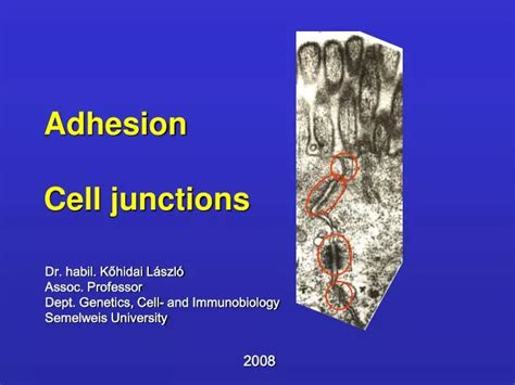 Ppt Adhesion Cell Junctions Powerpoint Presentation Id404906