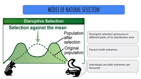 Evolution Natural Selection And Genetic Drift And Modes Of Natural