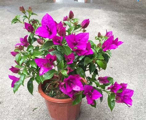 重瓣三角梅品种大全(探究重瓣三角梅品种的特点与应用)花植网 重瓣三角梅品种大全(探究重瓣三角梅品种的特点与应用)花植网