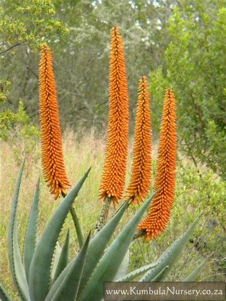 Aloe Ferox Kumbula Indigenous Nursery
