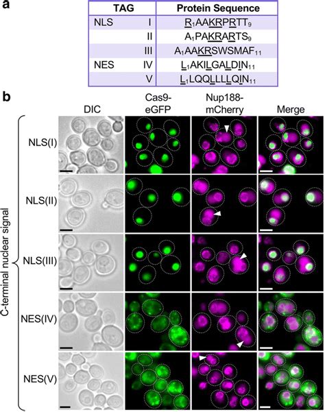 Subcellular Localization Of S Pyogenes Cas9 Tagged With Various