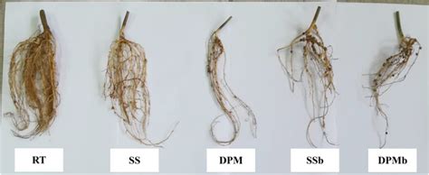 Root Systems With Nodules Under Treatments Including I Reference