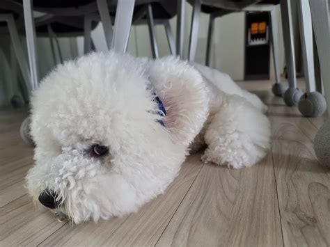 🐶 엄마 말걸지마요 나 완전 기분 안좋다구요😤 날씨가 비오고 그치고를 반복하고있어서 습도가 높아지니 항상 문제인 오른쪽귀가