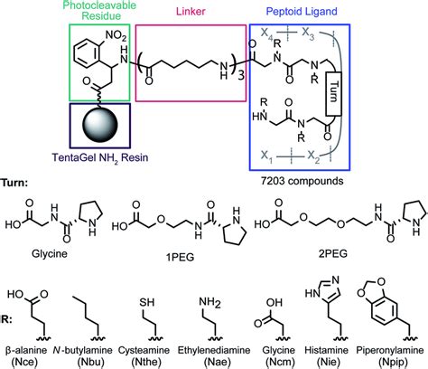 Peptoid Library Schematic The Diagram Depicts The Photocleavable Download Scientific Diagram