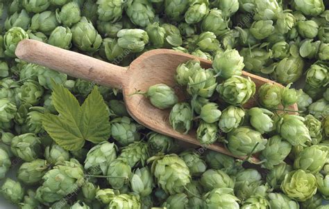 Hops Stock Image C0560120 Science Photo Library