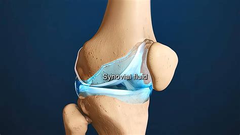 Diagram Of A Typical Synovial Joint Illustrating The Bone And Synovial