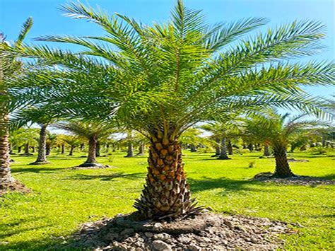 Sylvester Palm For Sale In Supply NC Near You